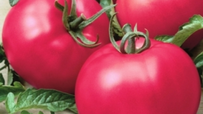 Candyland Tomatoes Make a Sweet Garden Treat - Fine Gardening