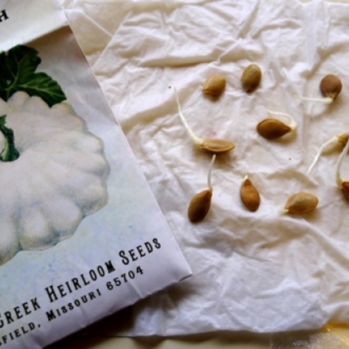 Test Old Vegetable Seeds Before Buying New - Fine Gardening