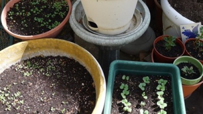 How to Grow Pak Choi in a Container - FineGardening