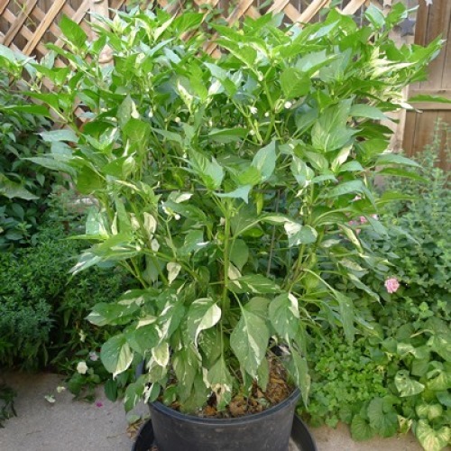 Fish Peppers are Edible and Ornamental - Fine Gardening