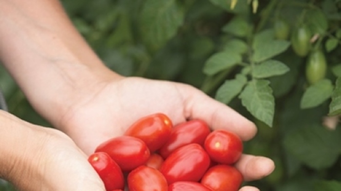 Candyland Tomatoes Make a Sweet Garden Treat - FineGardening