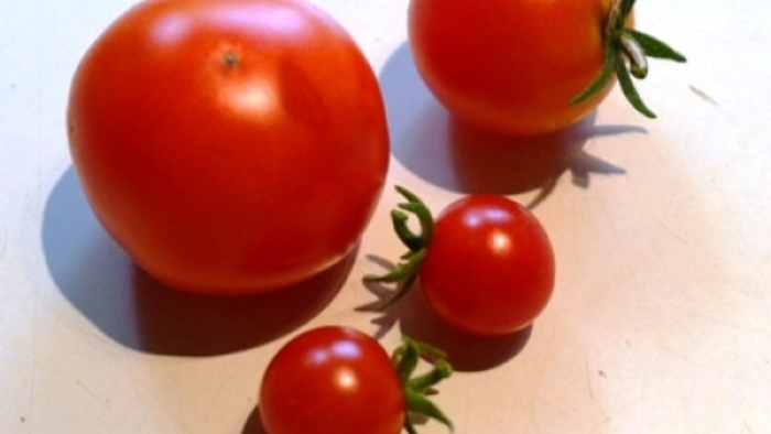 Chocolate Tomatoes are a Sweet Garden Surprise - Fine Gardening