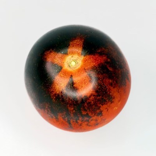 Midnight Snack Tomato is a Star - Fine Gardening