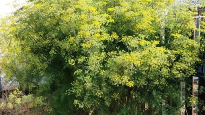 How to Grow Herb Fennel - Fine Gardening