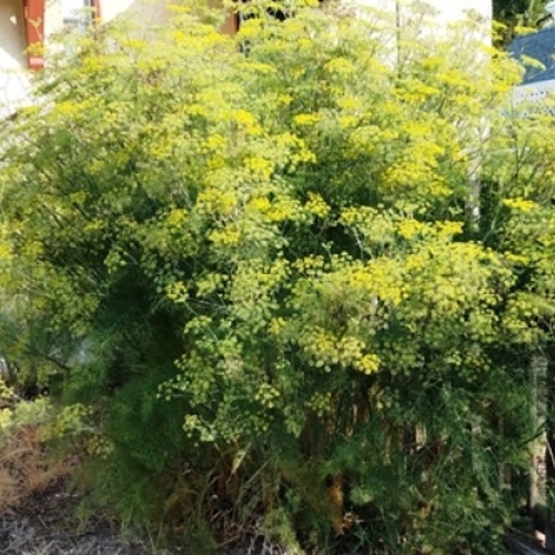 How to Grow Fabulous Fennel - Fine Gardening