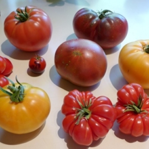 Eight Great Tomatoes from 2018 - Fine Gardening