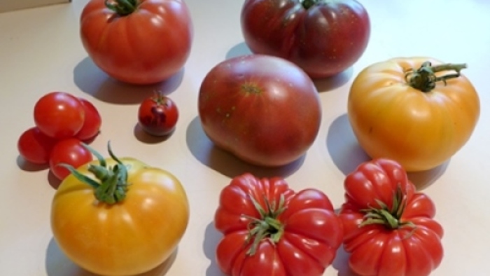 Midnight Snack Tomato is a Star - Fine Gardening