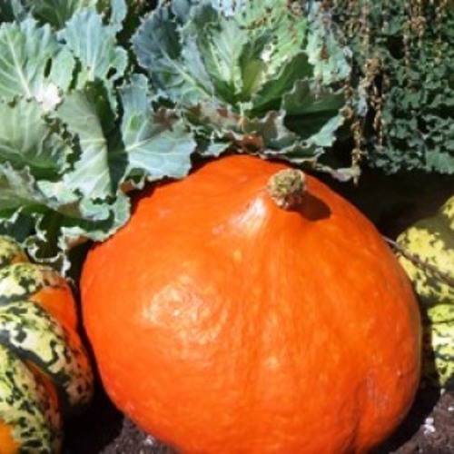 Gardener’s Guide to Winter Squash - Fine Gardening