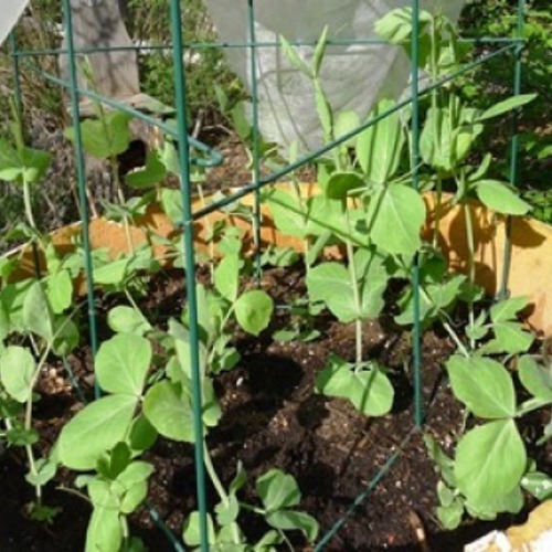 Grow Pea Shoots for Spring Crunch - Fine Gardening