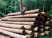 Raising a Hand-Hewn Log Cabin - Fine Homebuilding