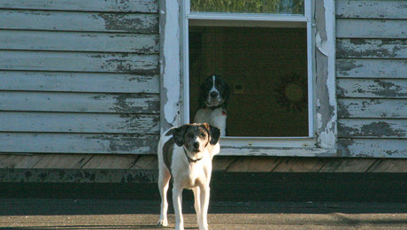 Rooftop dogs - Fine Homebuilding