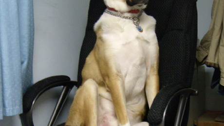 Overworked - Fine Homebuilding