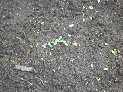 Lefty's Victory Garden - Fine Homebuilding