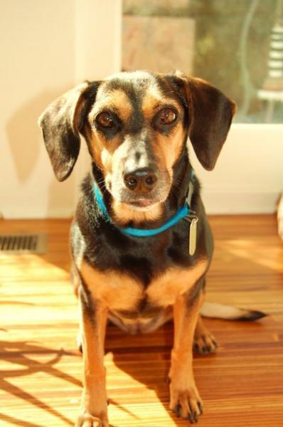 jack russell terrier - Fine Homebuilding