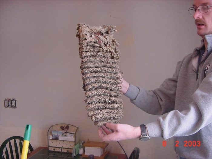 Bees in wall...oh my... - Fine Homebuilding