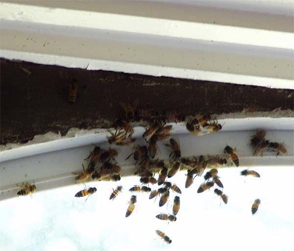 bees, bumpouts, sags, and rot - Fine Homebuilding