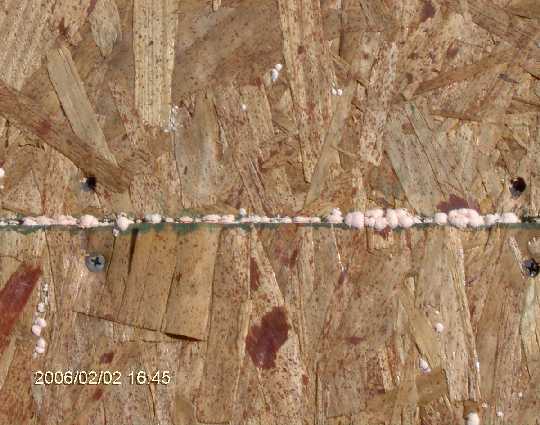 Orange fungus on OSB in Brazil - Fine Homebuilding