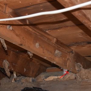 sistering 2×6 rafters - Fine Homebuilding