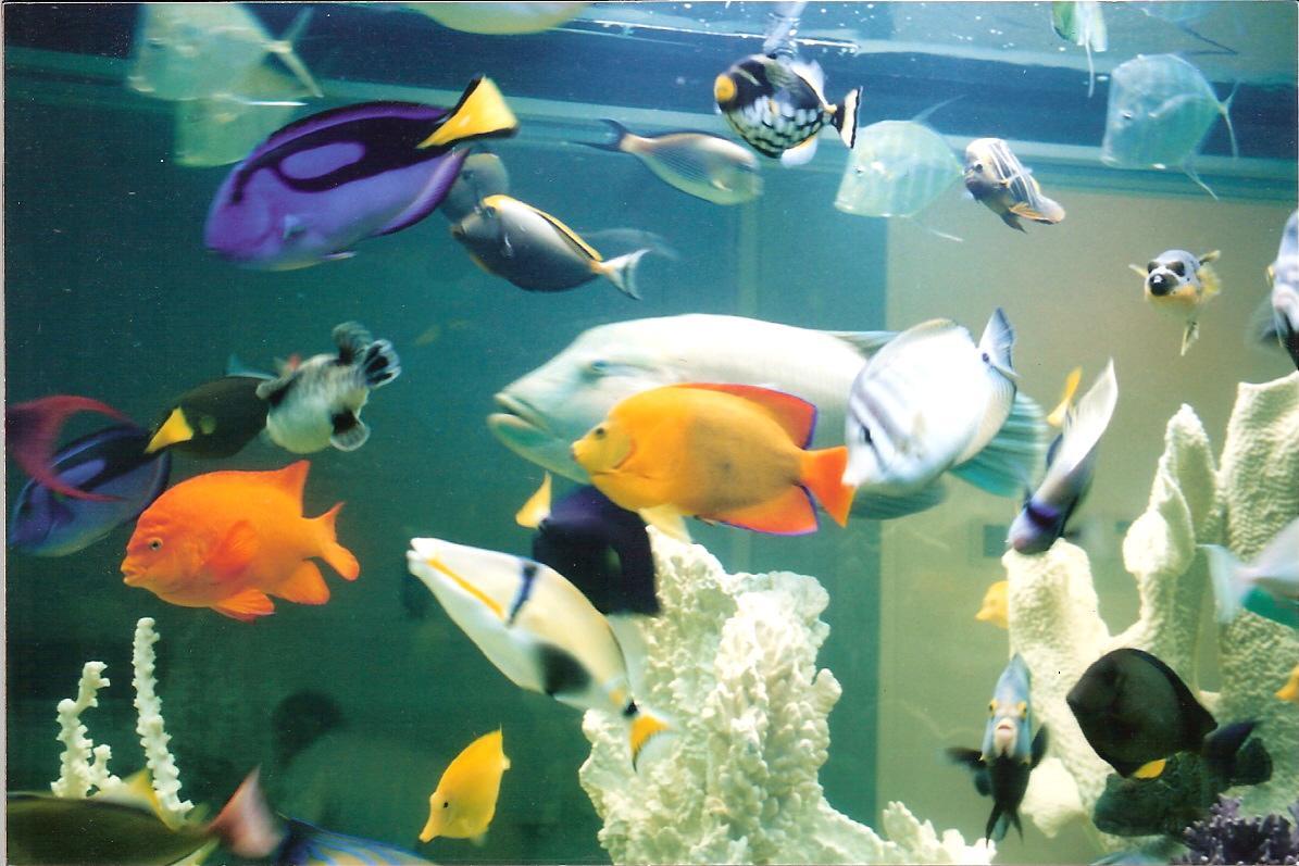 19 Ton Saltwater Aquarium - FineWoodworking