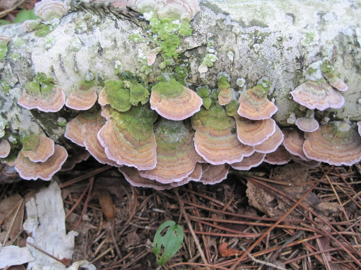 Spalt Your Own Lumber: Fungus of the Month - Violet Toothed Polypore on ...