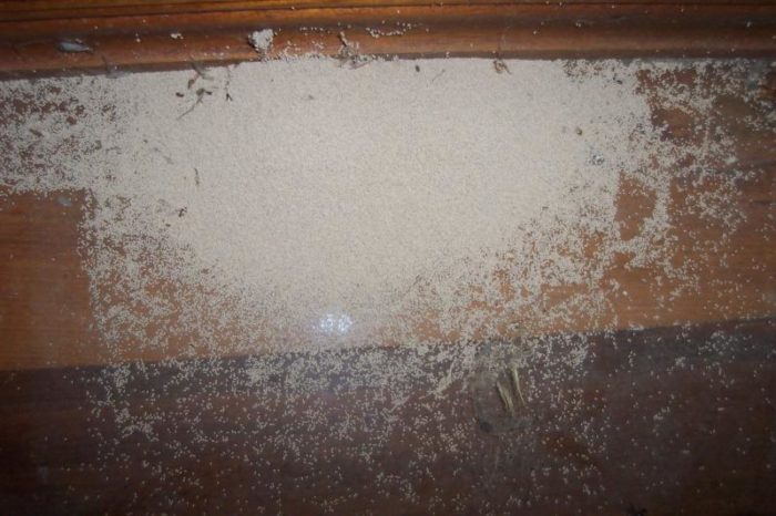 Termites or Powder Post Beetle? - FineWoodworking