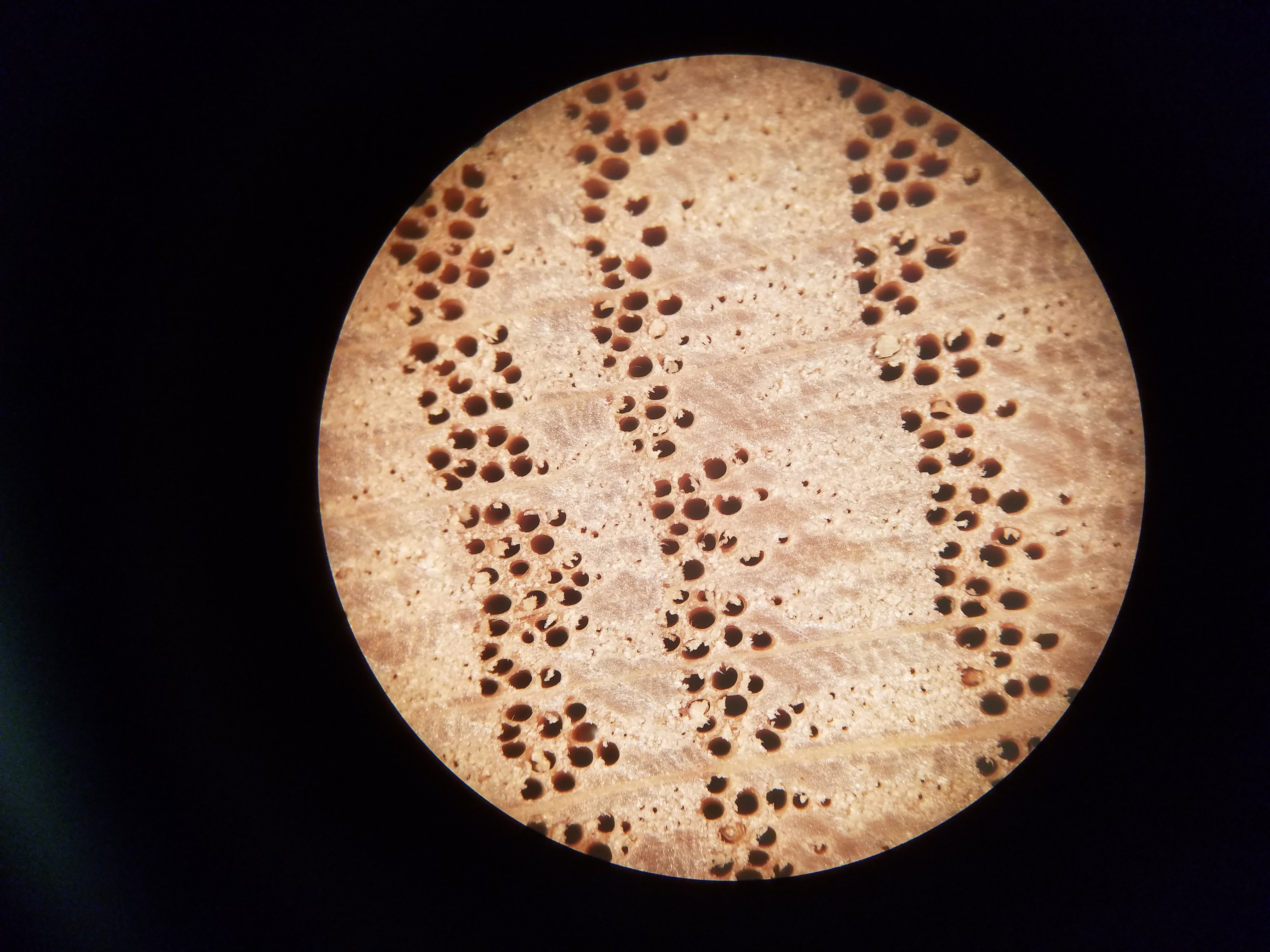 A closer look at oak - FineWoodworking