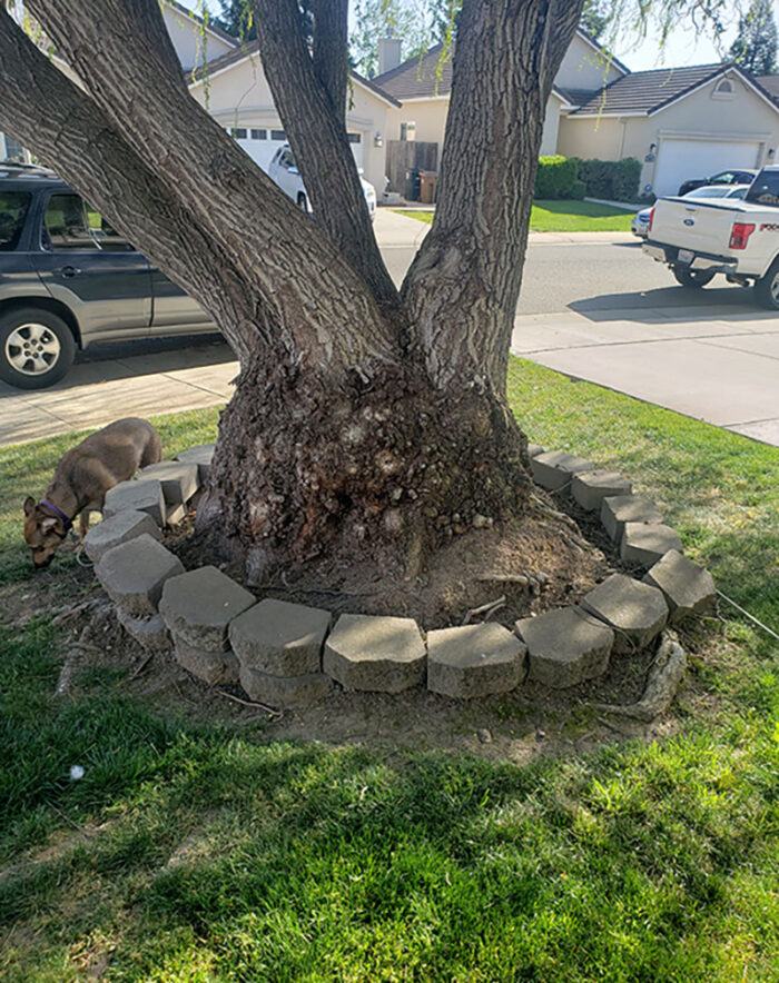 Willow burl? - FineWoodworking