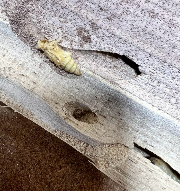 Larva in Live Edge - FineWoodworking