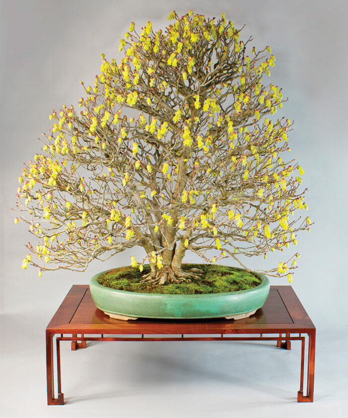 Bonsai stands, inspired by nature - FineWoodworking