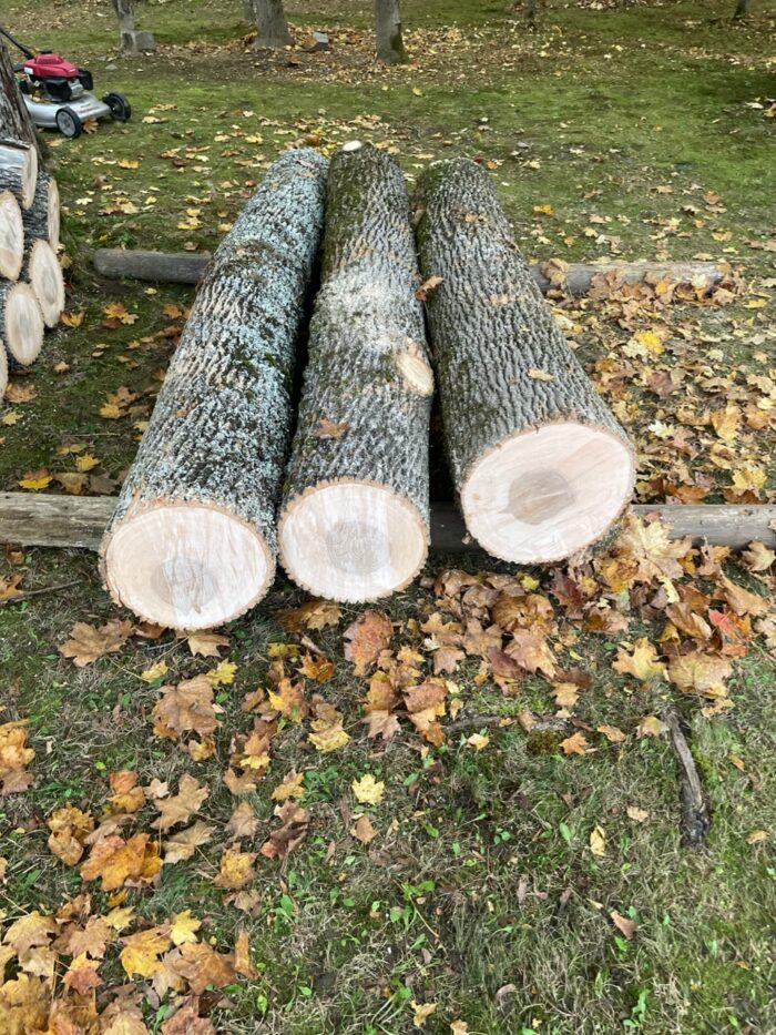 Drying fresh cut Ash - FineWoodworking