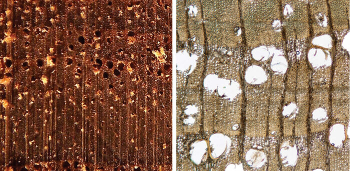 Wood allergies and toxicity - FineWoodworking