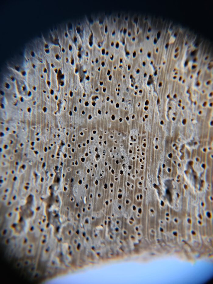 Magnified End Grain ID - FineWoodworking