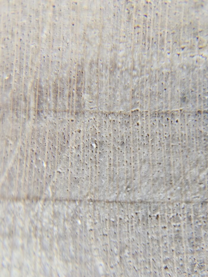 Magnified End Grain ID - FineWoodworking