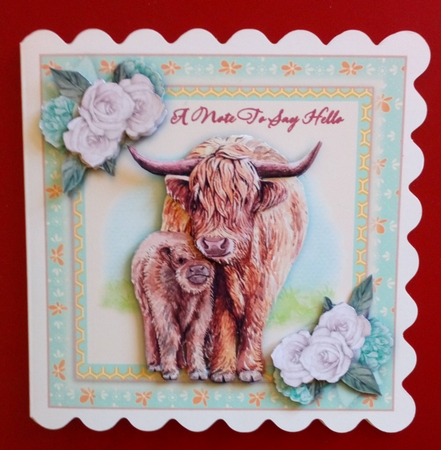 Cutest Heffers - Photo by Anne McIntyre