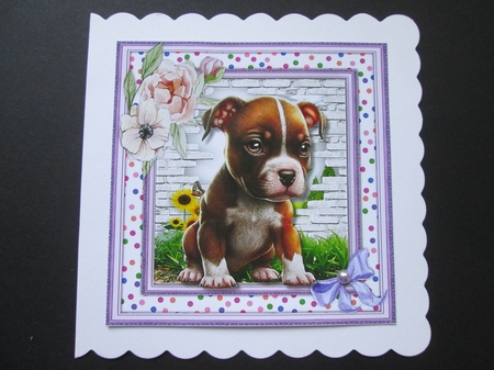 6, Beautiful 8x8 Dog Cards - Photo by Belinda Abraham