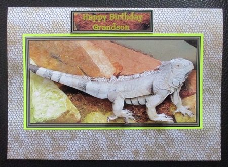 Reptile Skins - Set of 12 Backing Papers - CUP540680_66 | Craftsuprint