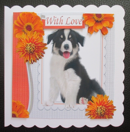 Border collie with orange flowers in ornate frame 8x8 - CUP722071_415 ...