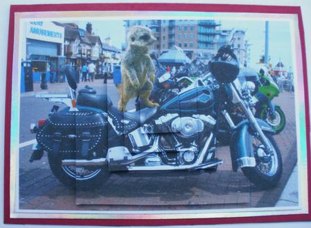 Meerkat on Harley Davidson Motorbike - Pyramid Card Front - CUP114098 ...