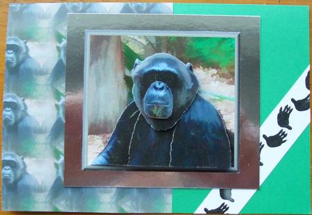 Chimpanzee 3D Decoupage with Background - CUP41846_15 | Craftsuprint