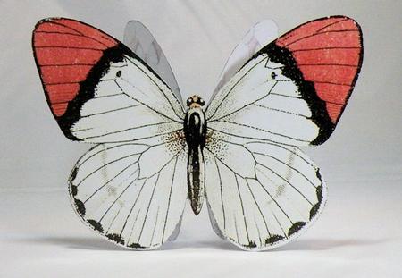 Butterfly Stand Up Card 13 - CUP302712_66 | Craftsuprint