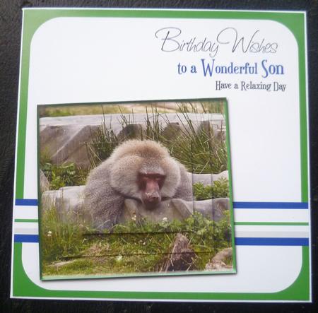 Baboon Son Birthday 8x8inch Card Front - Photo by Charlies Angel
