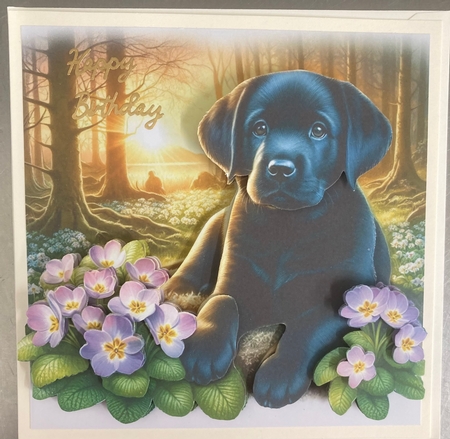 Primrose Forest Pups 10 - Photo by Jenny Bennett