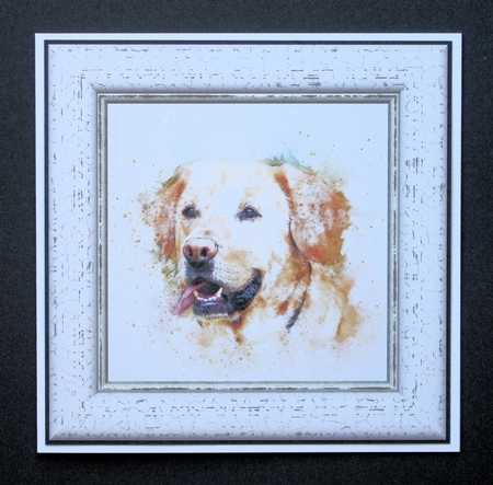 Watercolour Splatter Art - Dogs & Cats - Exclusive Bumper Kit ...