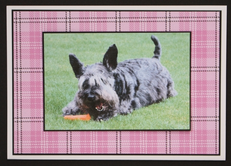Tartan Backing Paper Kit - CUP881080_359 | Craftsuprint