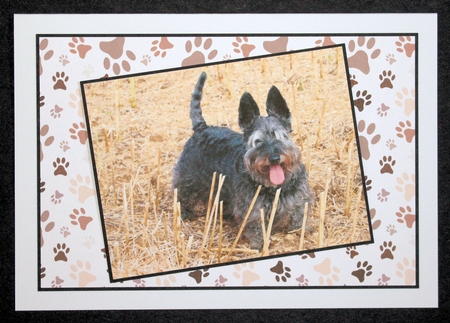 Puppy Dog Papers, Pack of Six Sheets - CUP909020_80555 | Craftsuprint