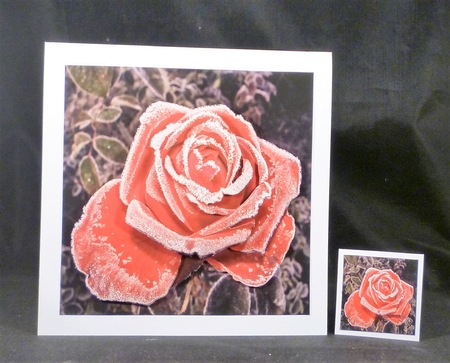 Winter - Frosted Red Rose - Decoupage + Insert & Tag - CUP763716_2236 ...