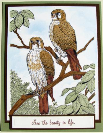 Digi Stamp - Birds 3 - CUP473438_66 | Craftsuprint