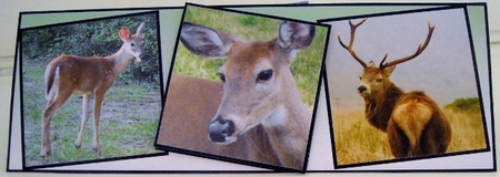 dear dear dear - CUP767624_1751 | Craftsuprint