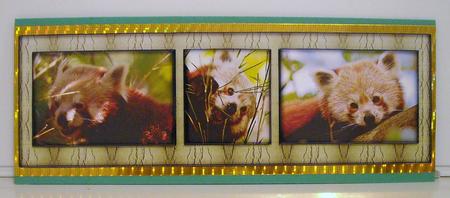 Red Panda Trio - Photo by Pam Stubley