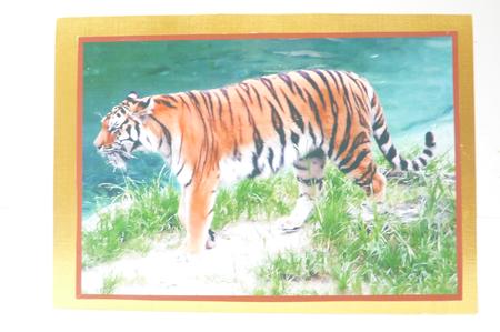 Tiger A4 - CUP597514_1051 | Craftsuprint